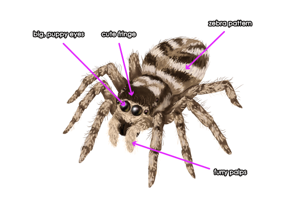 How to Draw Animals: Spiders, Popular Species, Anatomy and Movement