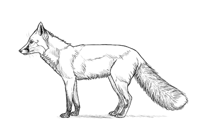 Free animal drawing tutorials | Envato Tuts+
