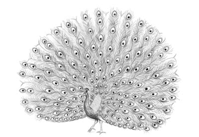 Free animal drawing tutorials | Envato Tuts+