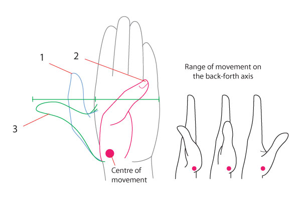 Grundlagen der menschlichen Anatomie: Wie man Hände zeichnet | Envato Tuts+