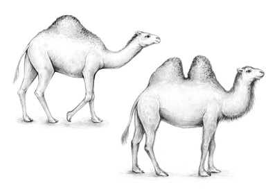 Free animal drawing tutorials | Envato Tuts+