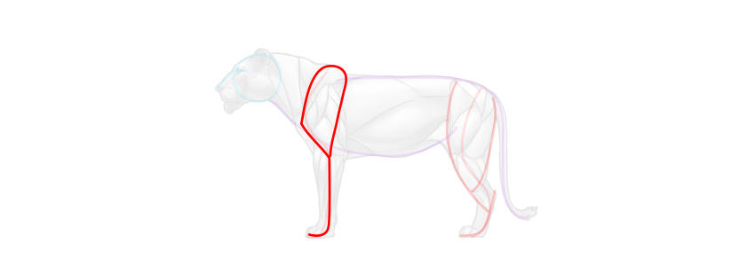 How to Use Gestures to Draw Creatures From Imagination | Envato Tuts+
