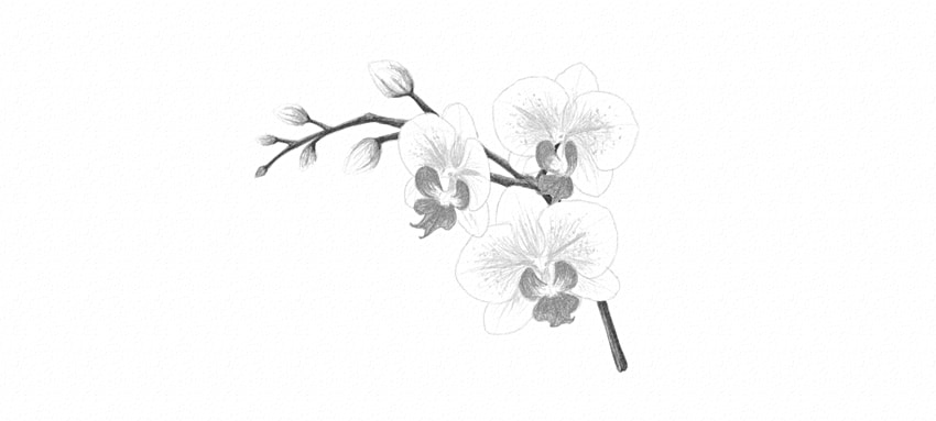 How to Draw a Flower