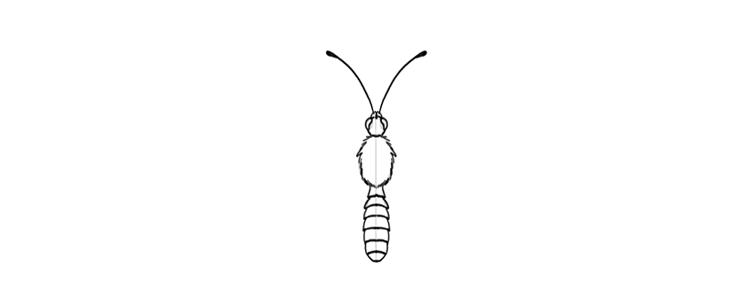 How to Draw a Butterfly Step by Step | Envato Tuts+