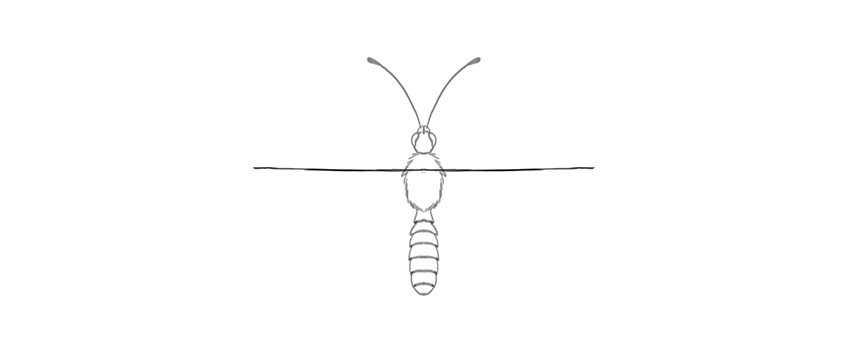 How to Draw a Butterfly Step by Step | Envato Tuts+