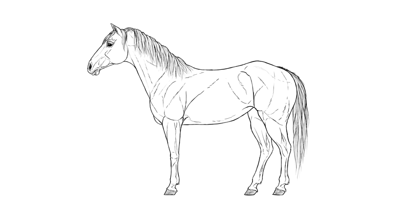 Cómo Dibujar un Caballo Paso a Paso | Envato Tuts+