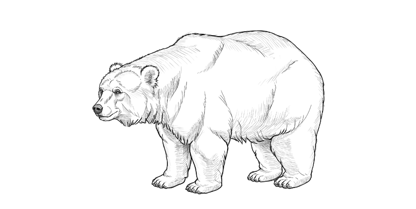 Cómo Dibujar un Oso