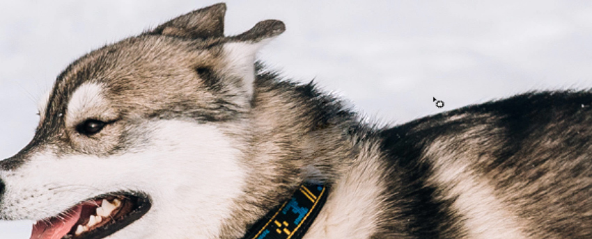 How to Create a Fantasy Wolf Rider Photo Manipulation in Adobe ...