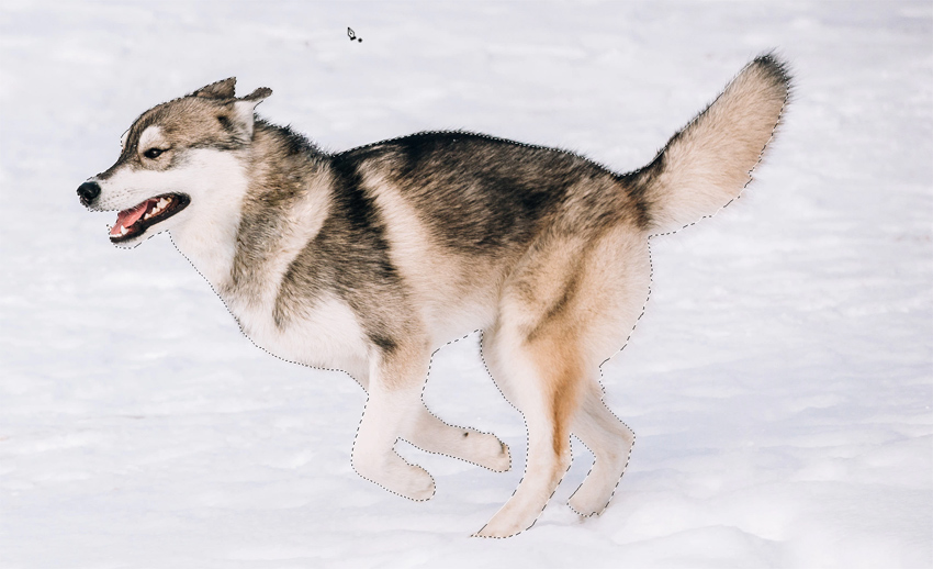 How to Create a Fantasy Wolf Rider Photo Manipulation in Adobe ...