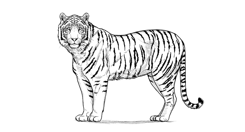 How to Draw a Tiger | Envato Tuts+