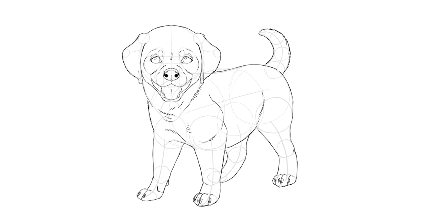 How to Draw a Puppy | Envato Tuts+