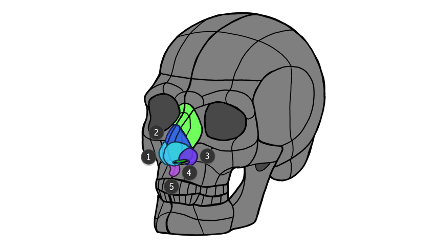 How to Draw a Nose | Envato Tuts+
