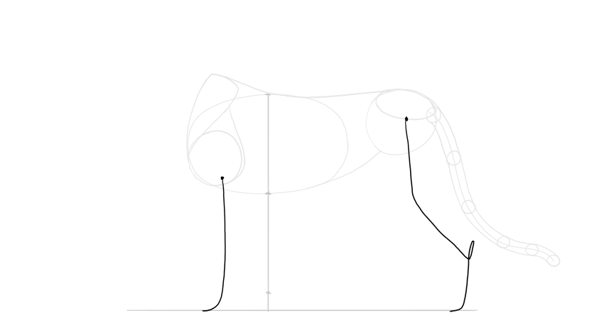 How to Draw a Cheetah | Envato Tuts+