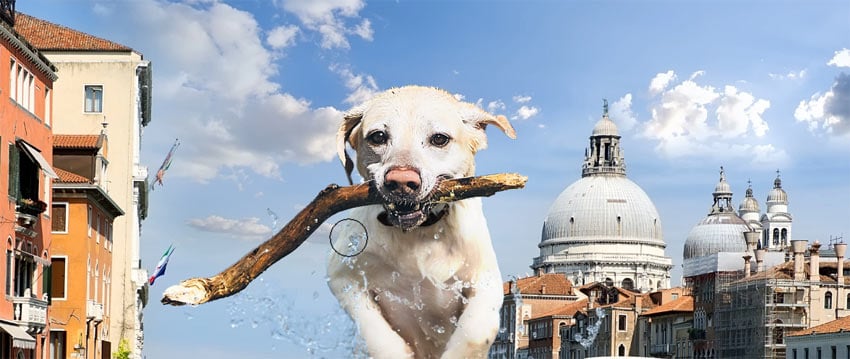 How to Create a Fun Giant Dog Photo Manipulation in Photoshop | Envato ...
