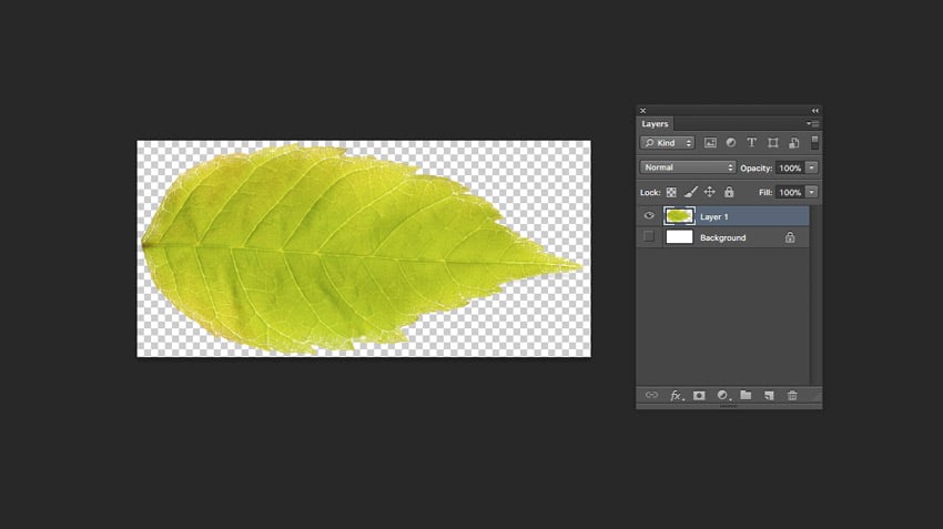 How to Create a 3D Botanical Letter Effect in Adobe InDesign | Envato Tuts+