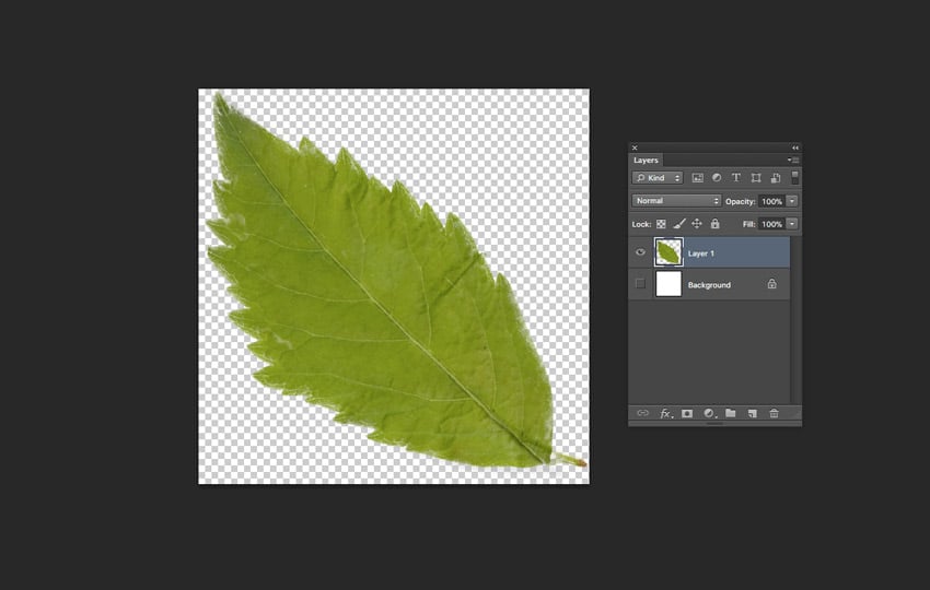 How to Create a 3D Botanical Letter Effect in Adobe InDesign | Envato Tuts+
