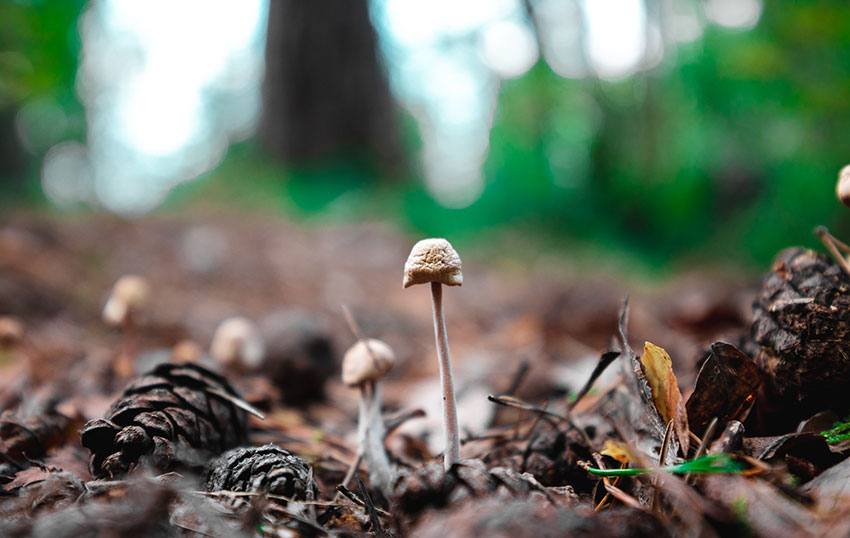 What Is Depth of Field: Exploring Visual Storytelling Through Focal ...