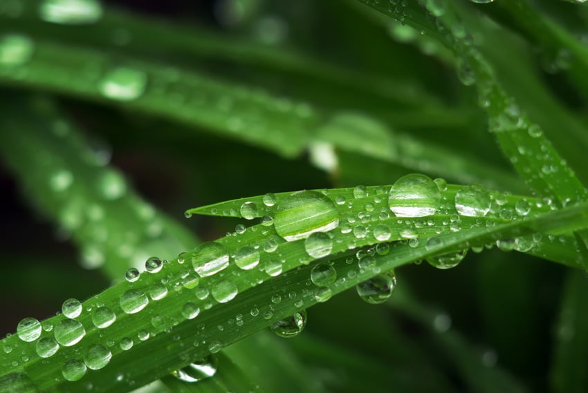 How to Use Macro Lenses to Photograph Things in Close-Up Detail ...