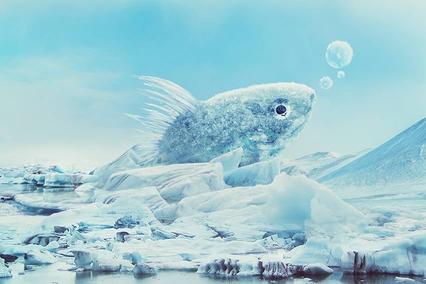How to Create a Surreal Icy Fish Photo Manipulation With Adobe ...