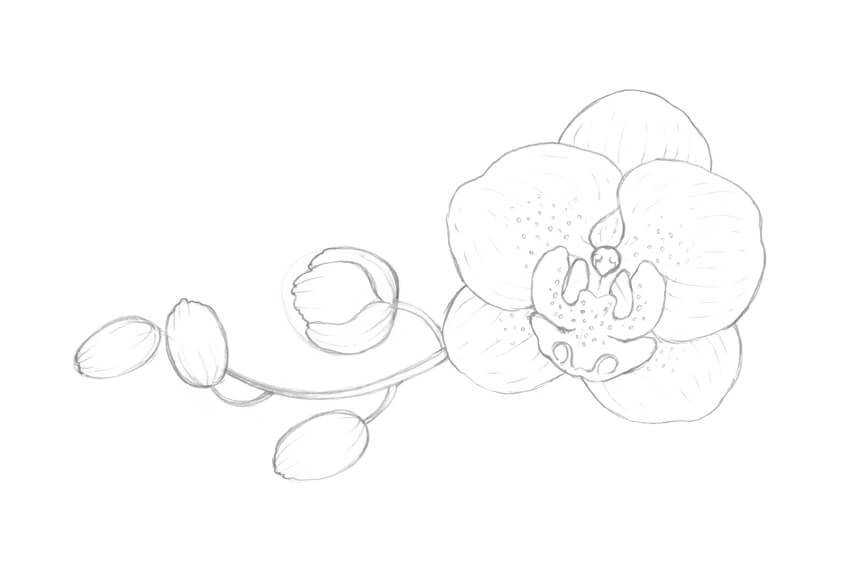 How to Draw an Orchid With Pastel Pencils | Envato Tuts+