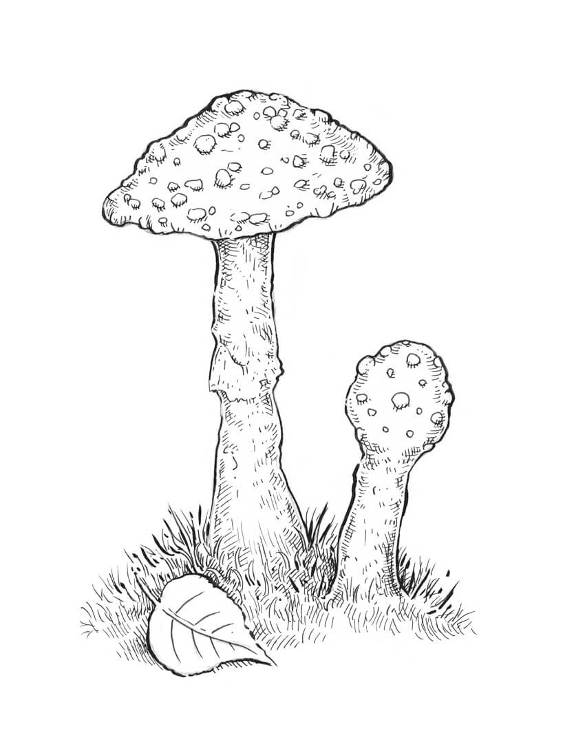 Cómo Dibujar Una Seta | Envato Tuts+
