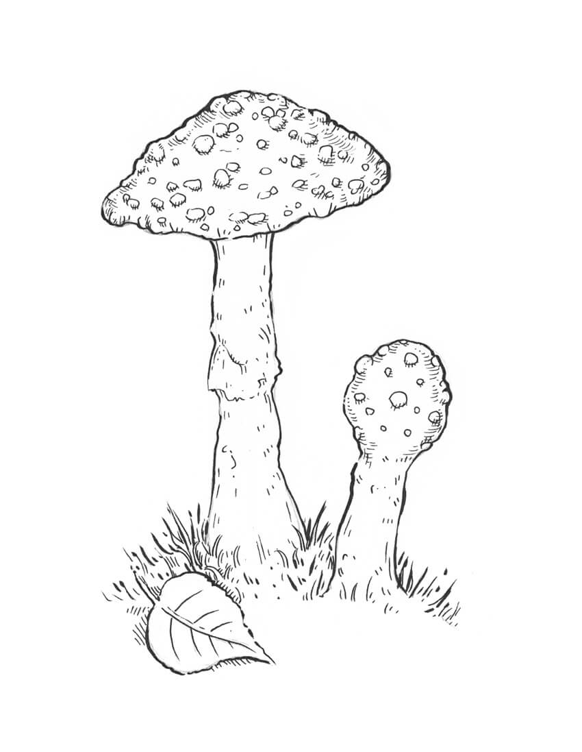 Cómo Dibujar Una Seta | Envato Tuts+