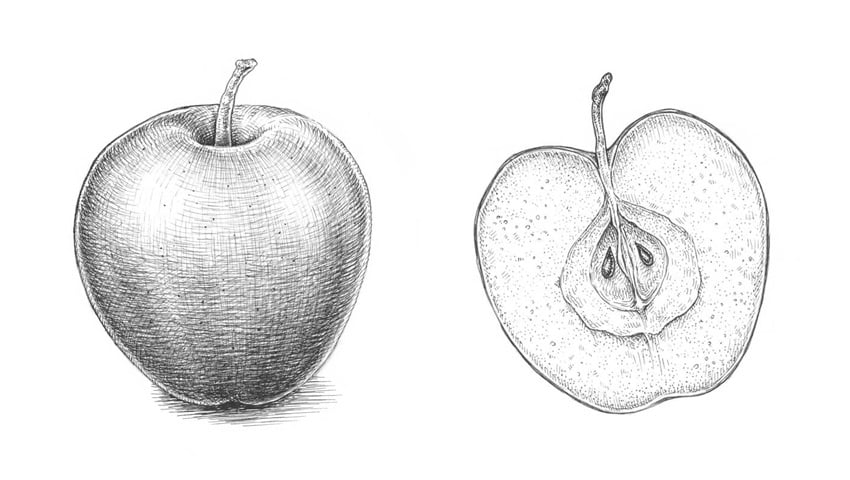 Cómo Dibujar Una Manzana | Envato Tuts+