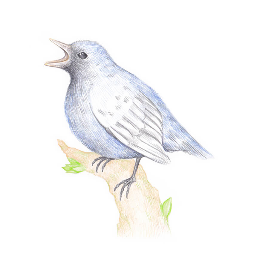 How to Draw a Bird Step by Step | Envato Tuts+