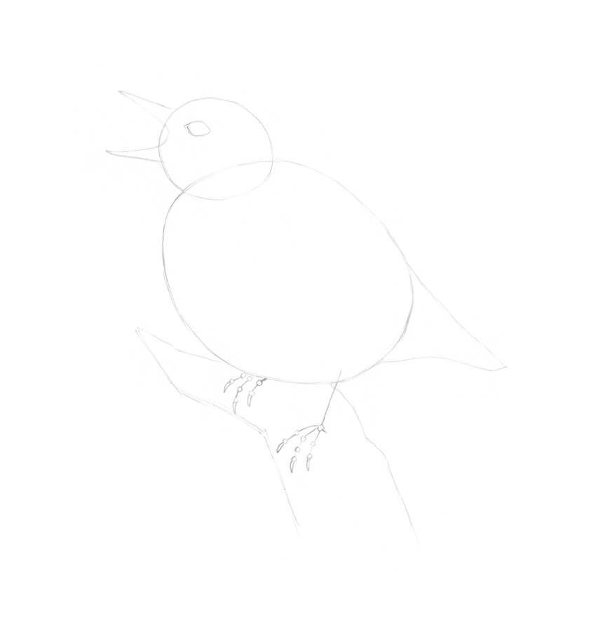 How to Draw a Bird Step by Step | Envato Tuts+