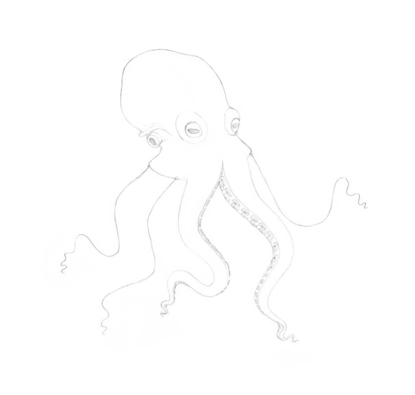 Cómo Dibujar un Pulpo Paso a Paso | Envato Tuts+