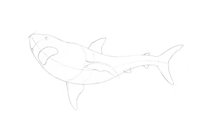 How to Draw a Shark Step by Step | Envato Tuts+