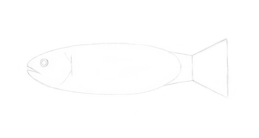 How to Draw a Fish | Envato Tuts+