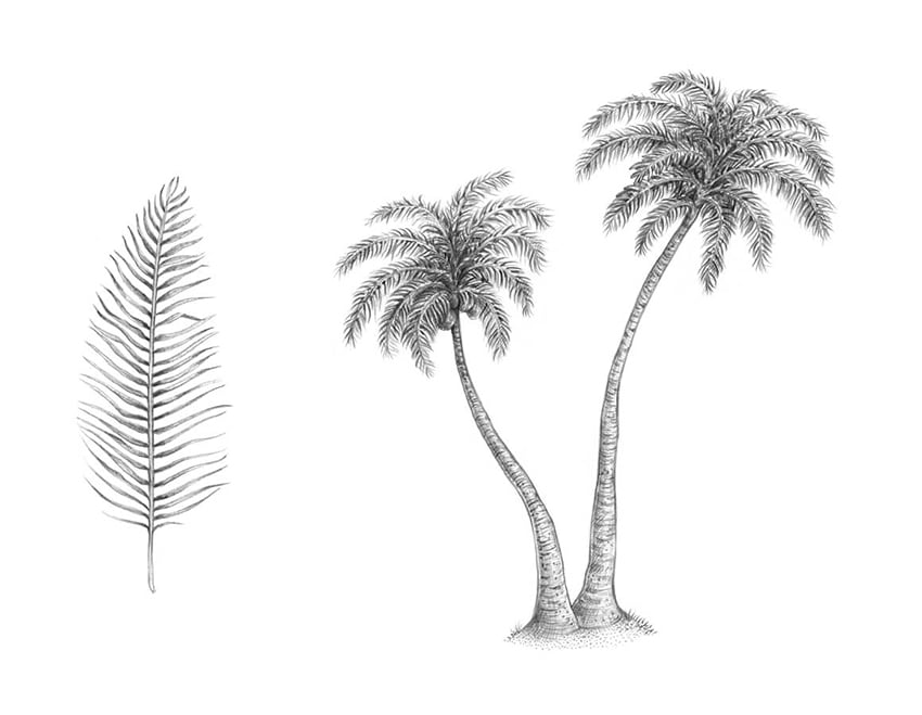 Cómo dibujar una palmera | Envato Tuts+