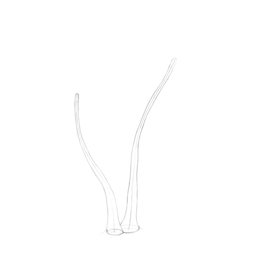 Cómo dibujar una palmera | Envato Tuts+