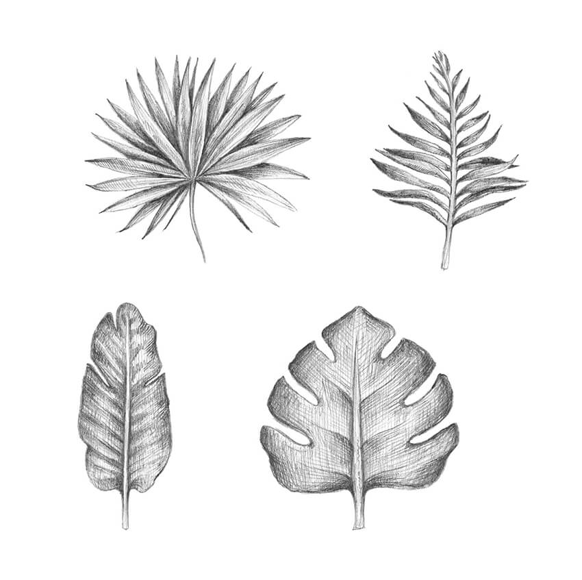 Cómo dibujar una palmera | Envato Tuts+