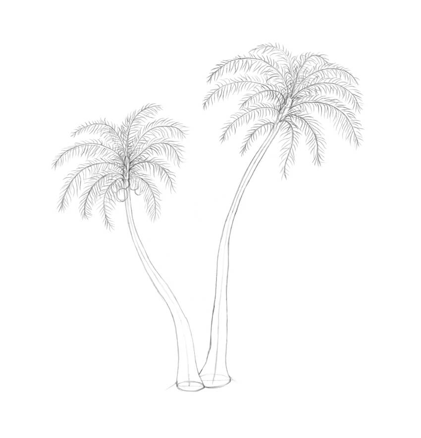 How to Draw a Palm Tree | Envato Tuts+