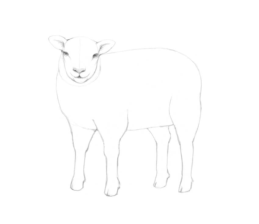 Como Desenhar uma Ovelha | Envato Tuts+