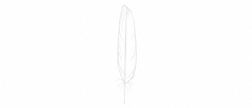 How to Draw Feathers | Envato Tuts+