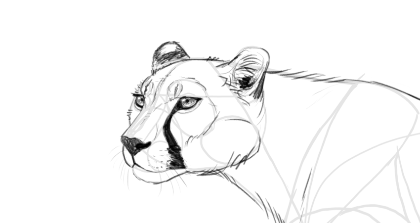 how to draw a cheetah easy - Jackson Camenly
