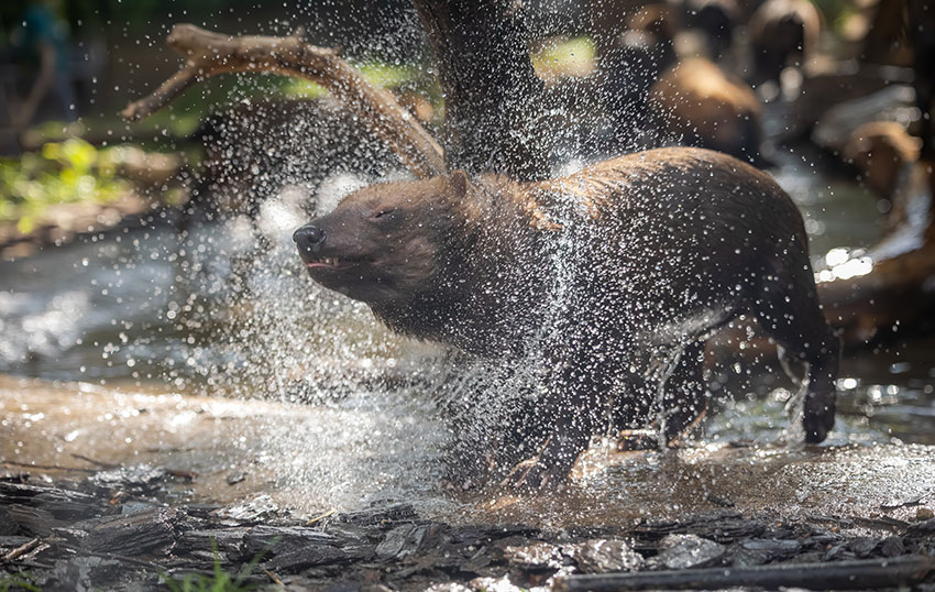 The Science of Slow Motion: Exploring Frame Rates and Applications ...