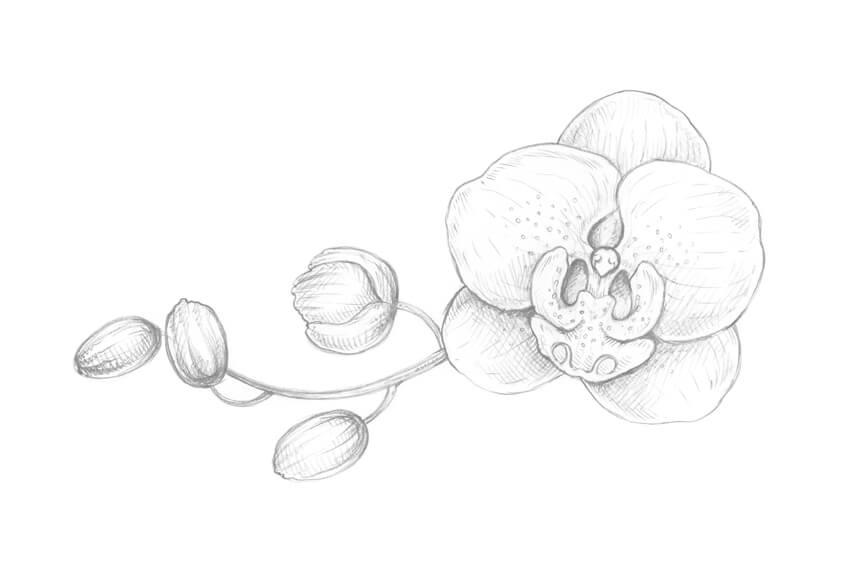 How to Draw an Orchid With Pastel Pencils | Envato Tuts+