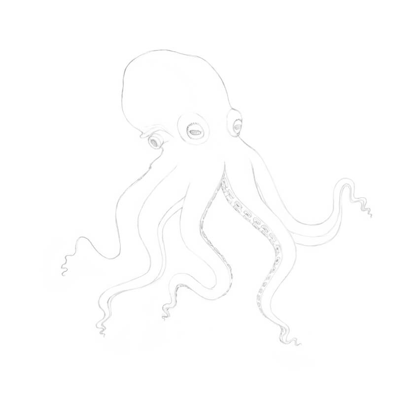 Cómo Dibujar un Pulpo Paso a Paso | Envato Tuts+