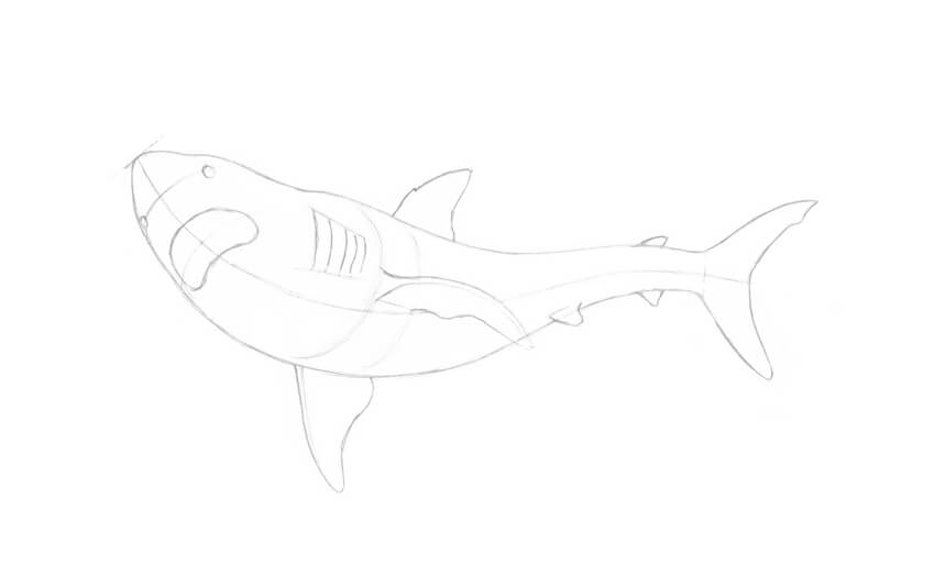 How to Draw a Shark Step by Step | Envato Tuts+