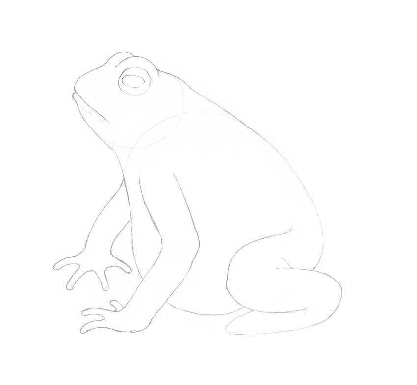 How to Draw a Frog Step by Step | Envato Tuts+