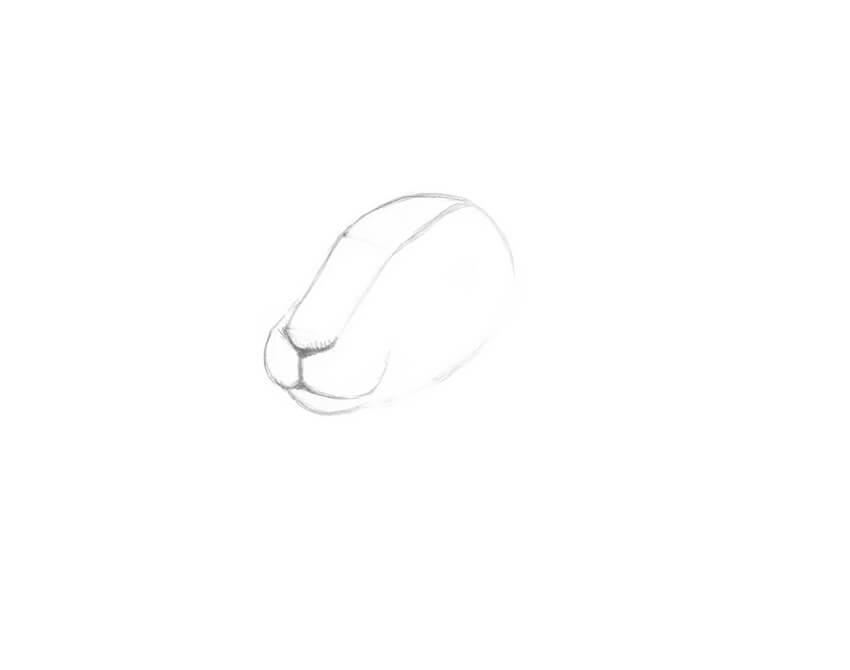 How to Draw a Rabbit Step by Step | Envato Tuts+