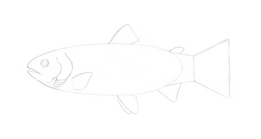How to Draw a Fish | Envato Tuts+