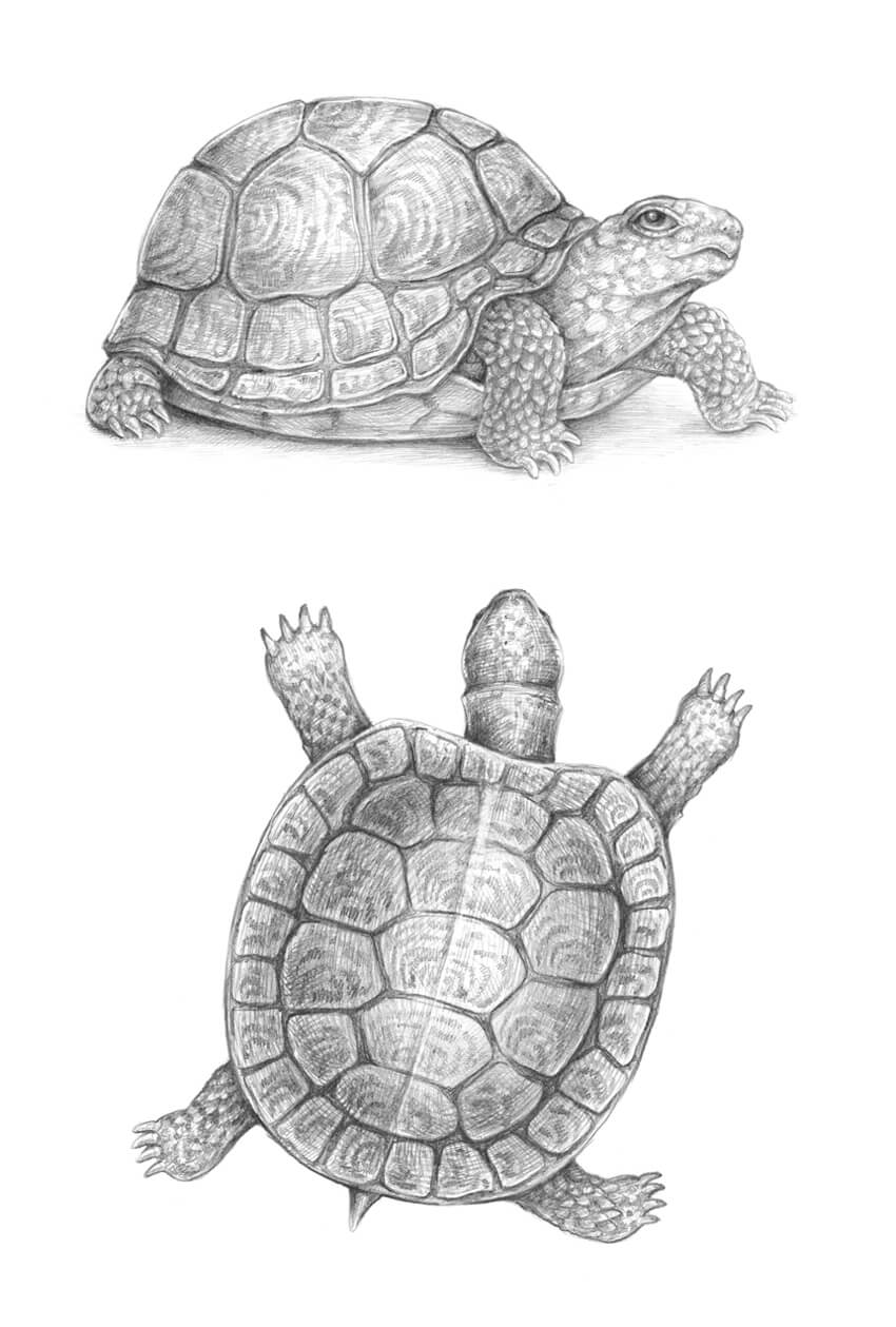 How to Draw a Turtle | Envato Tuts+