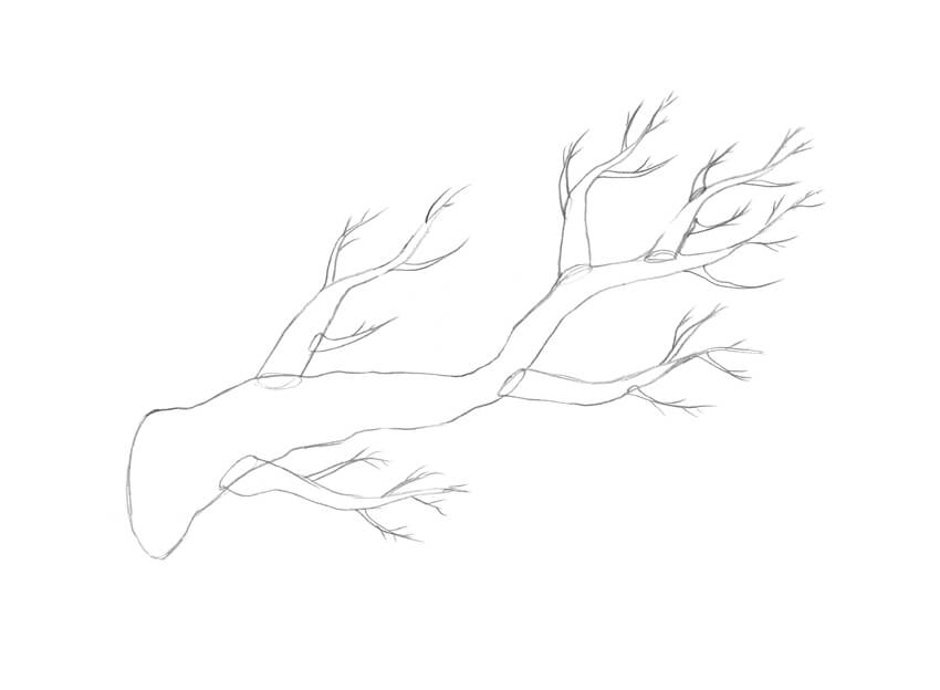 How to Draw a Tree | Envato Tuts+