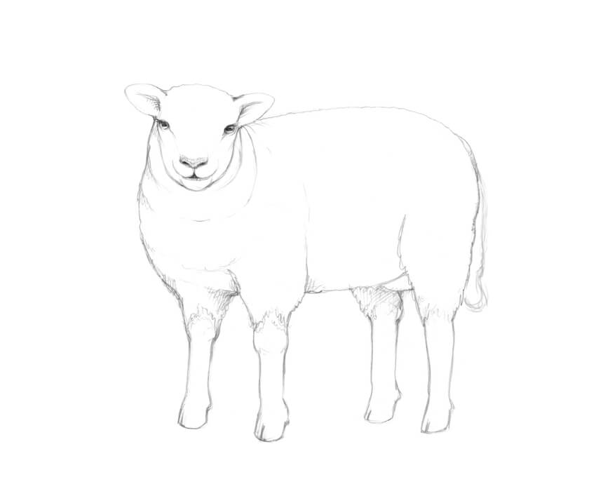 How to Draw a Sheep | Envato Tuts+