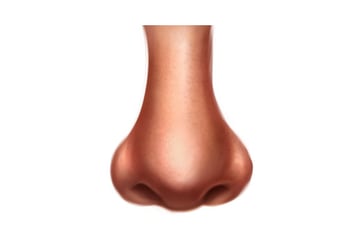 Learn How to Paint a Realistic Nose in Adobe Photoshop | Envato Tuts+